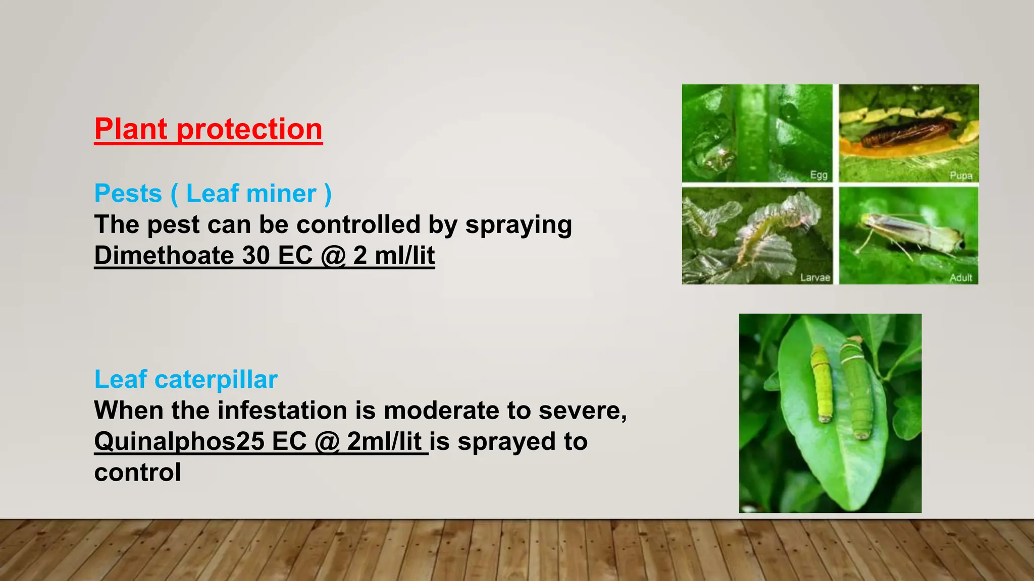Production technology of Acid lime caltivation, planting time, season ...