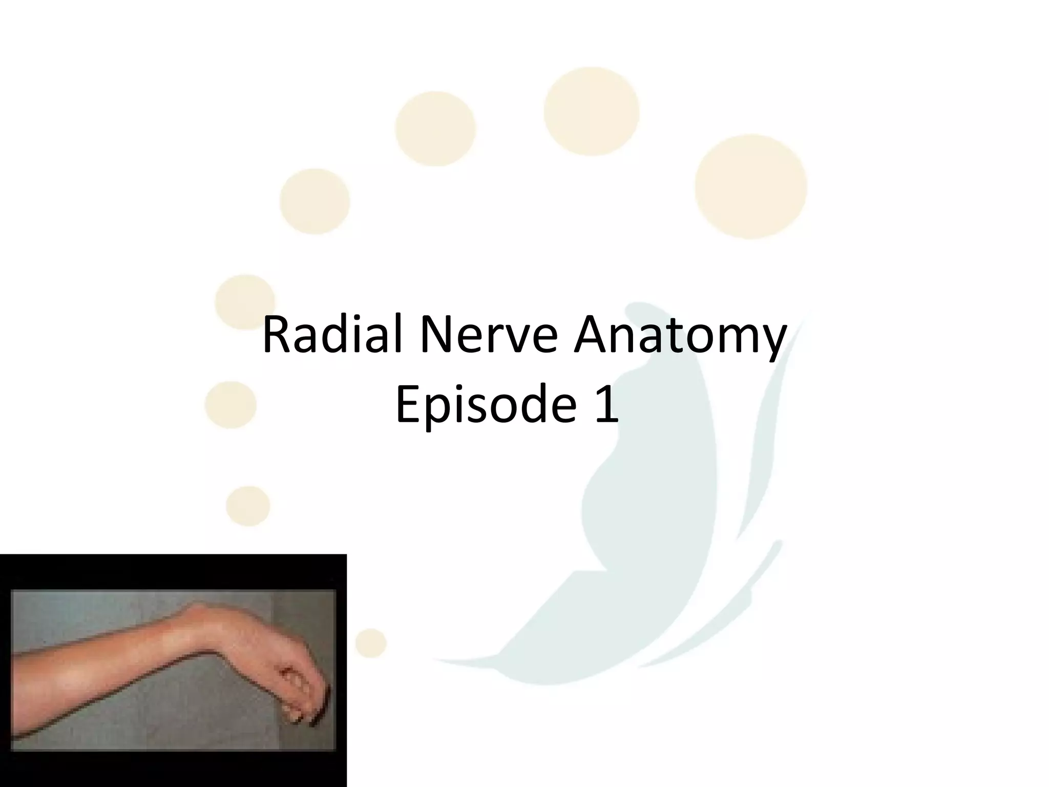 Radial nerve-anatomy | PPT