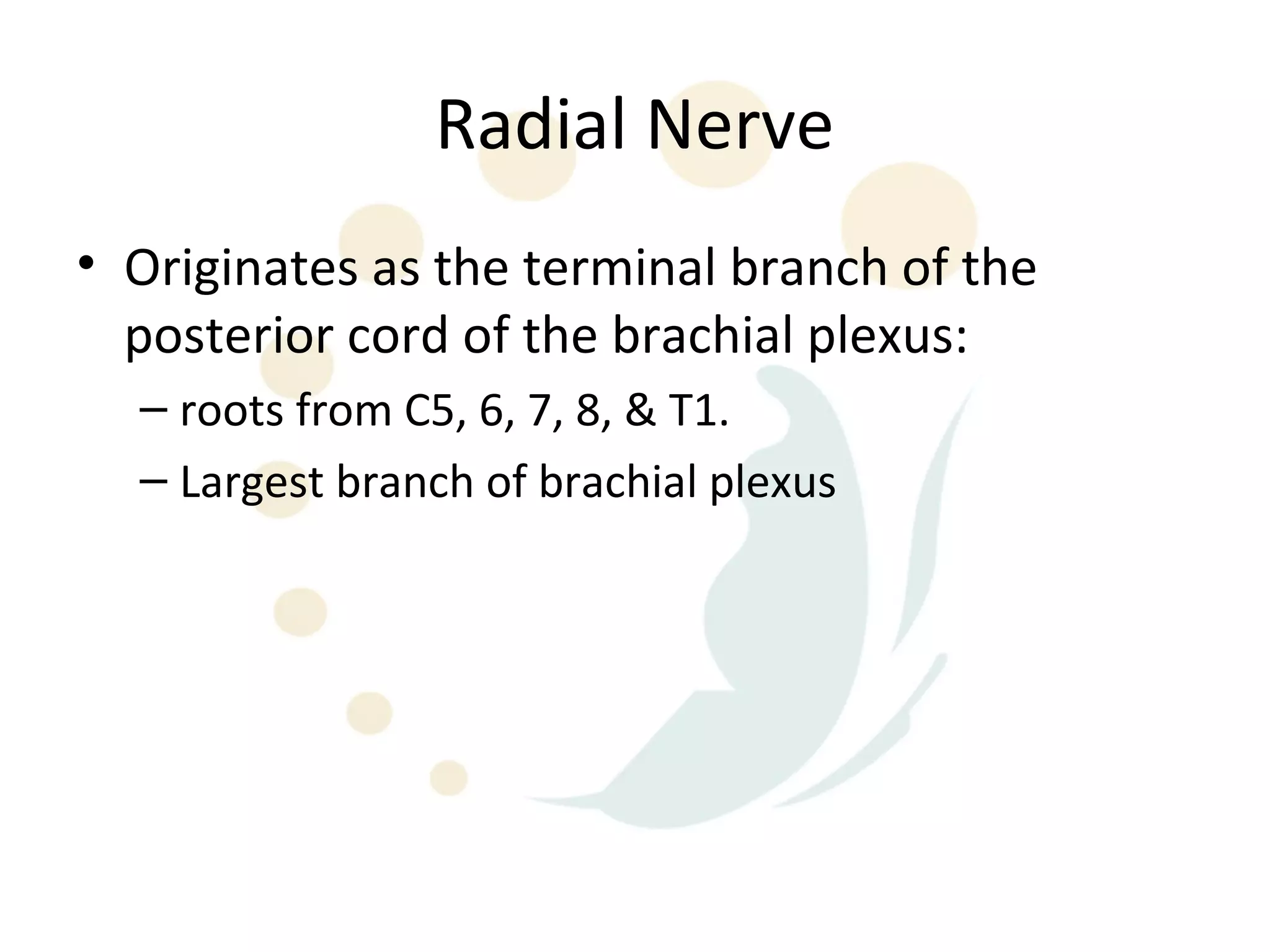 Radial nerve-anatomy | PPT