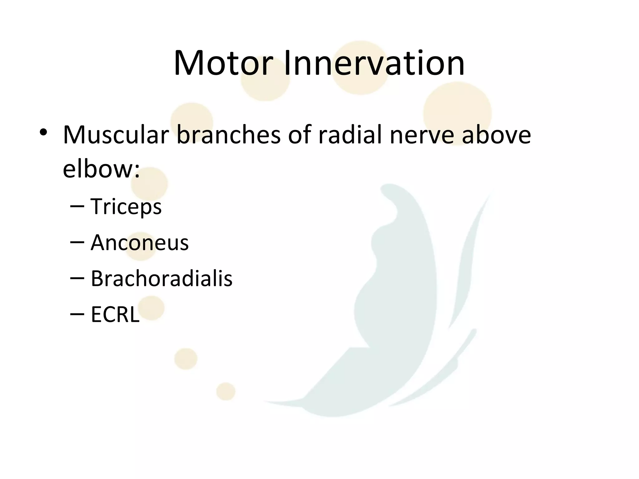 Radial nerve-anatomy | PPT