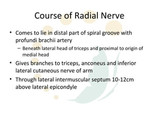 Radial nerve-anatomy | PPT