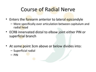 Radial nerve-anatomy | PPT