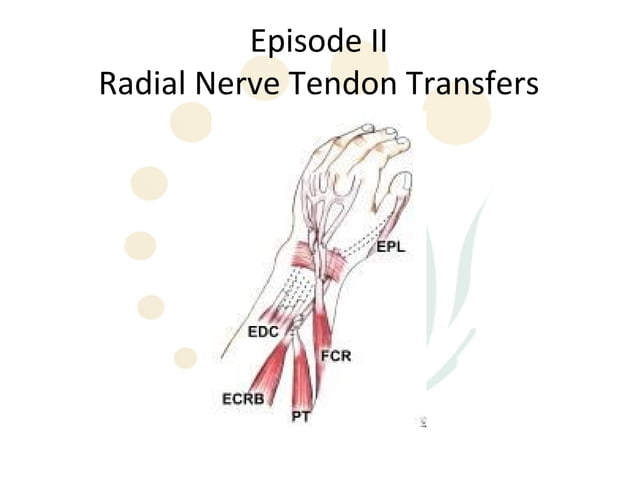 Radial nerve-anatomy | PPT