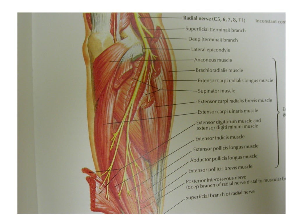 Radial Nerve