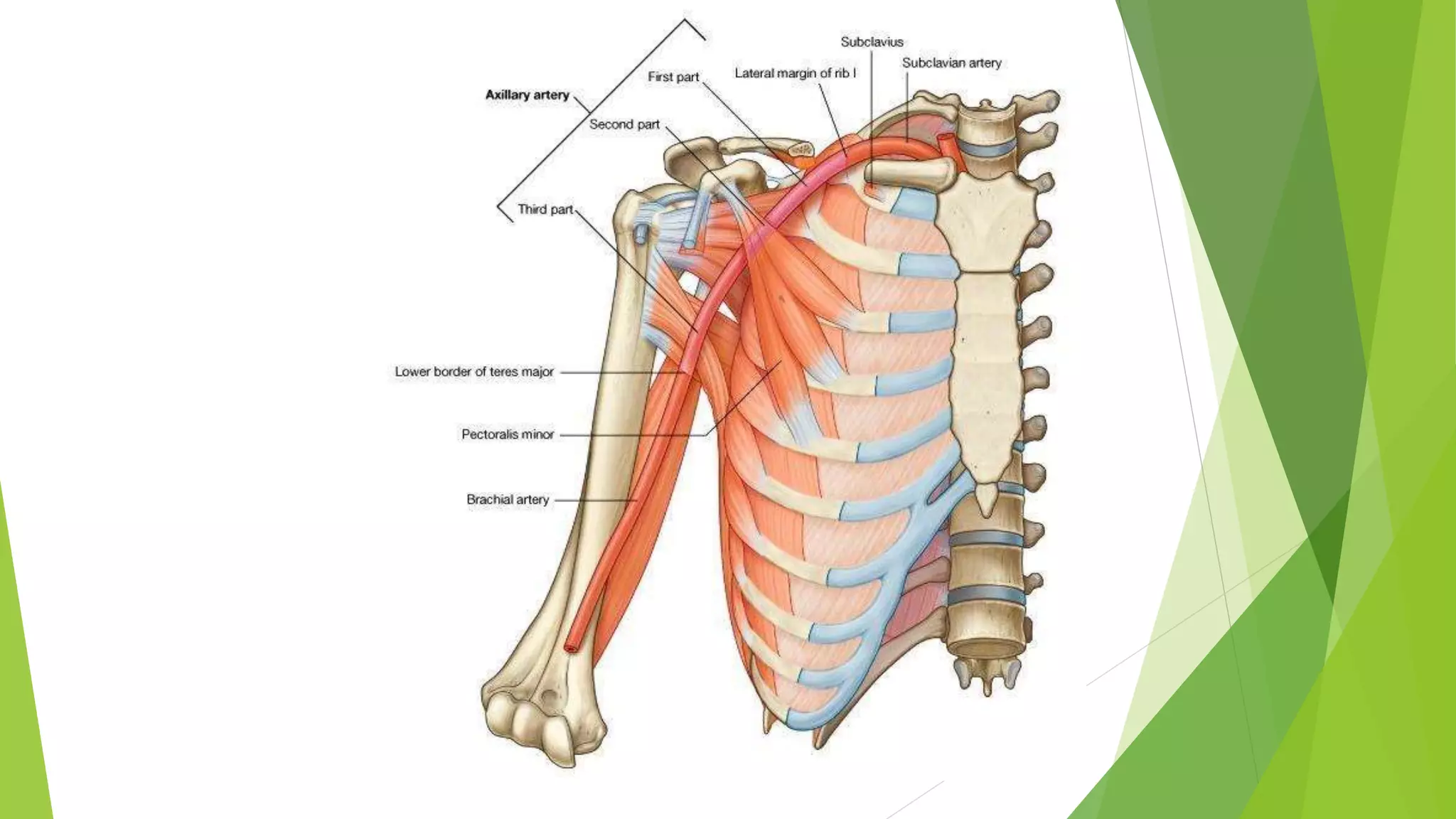 Radial artery access[1] | PPTX