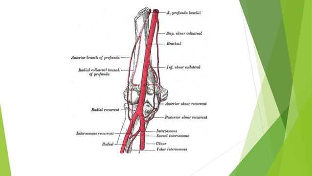 Radial artery access[1] | PPTX