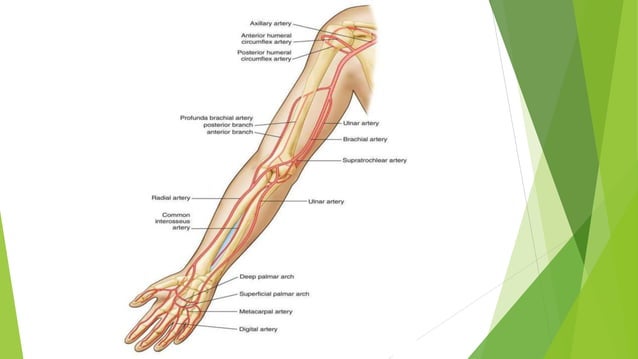 Radial artery access[1] | PPTX