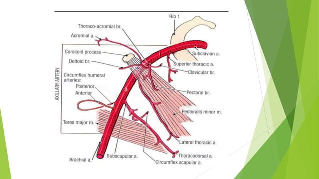 Radial artery access[1] | PPTX