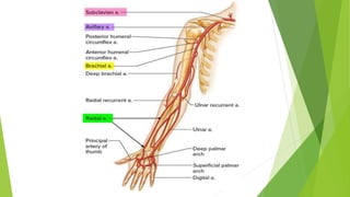 Radial artery access[1] | PPTX