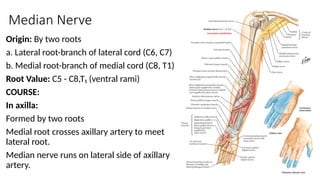 Radial,Median and Ulnar nerve(siku).pptx