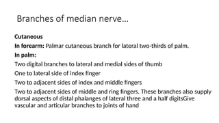 Radial,Median and Ulnar nerve(siku).pptx