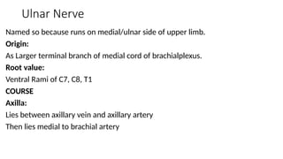 Radial,Median and Ulnar nerve(siku).pptx