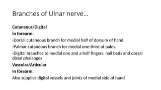Radial,Median and Ulnar nerve(siku).pptx