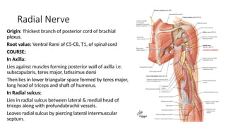 Radial,Median and Ulnar nerve(siku).pptx