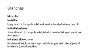 Radial,Median and Ulnar nerve(siku).pptx