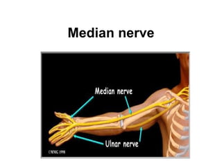 orthopedics.Radial nerve.(dr.baxtiar rasul) | PPT