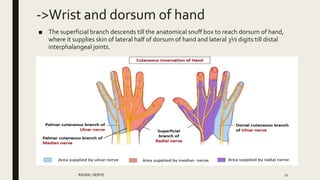 Radial nerve Course, Clinical Implications Assessment and Physiotherapy ...