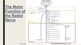 Radial nerve Course, Clinical Implications Assessment and Physiotherapy ...