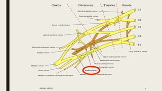 Radial nerve Course, Clinical Implications Assessment and Physiotherapy ...