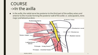 Radial nerve Course, Clinical Implications Assessment and Physiotherapy ...