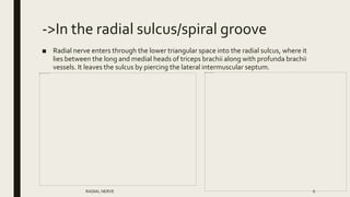 Radial nerve Course, Clinical Implications Assessment and Physiotherapy ...