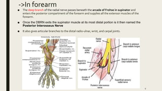 Radial nerve Course, Clinical Implications Assessment and Physiotherapy ...