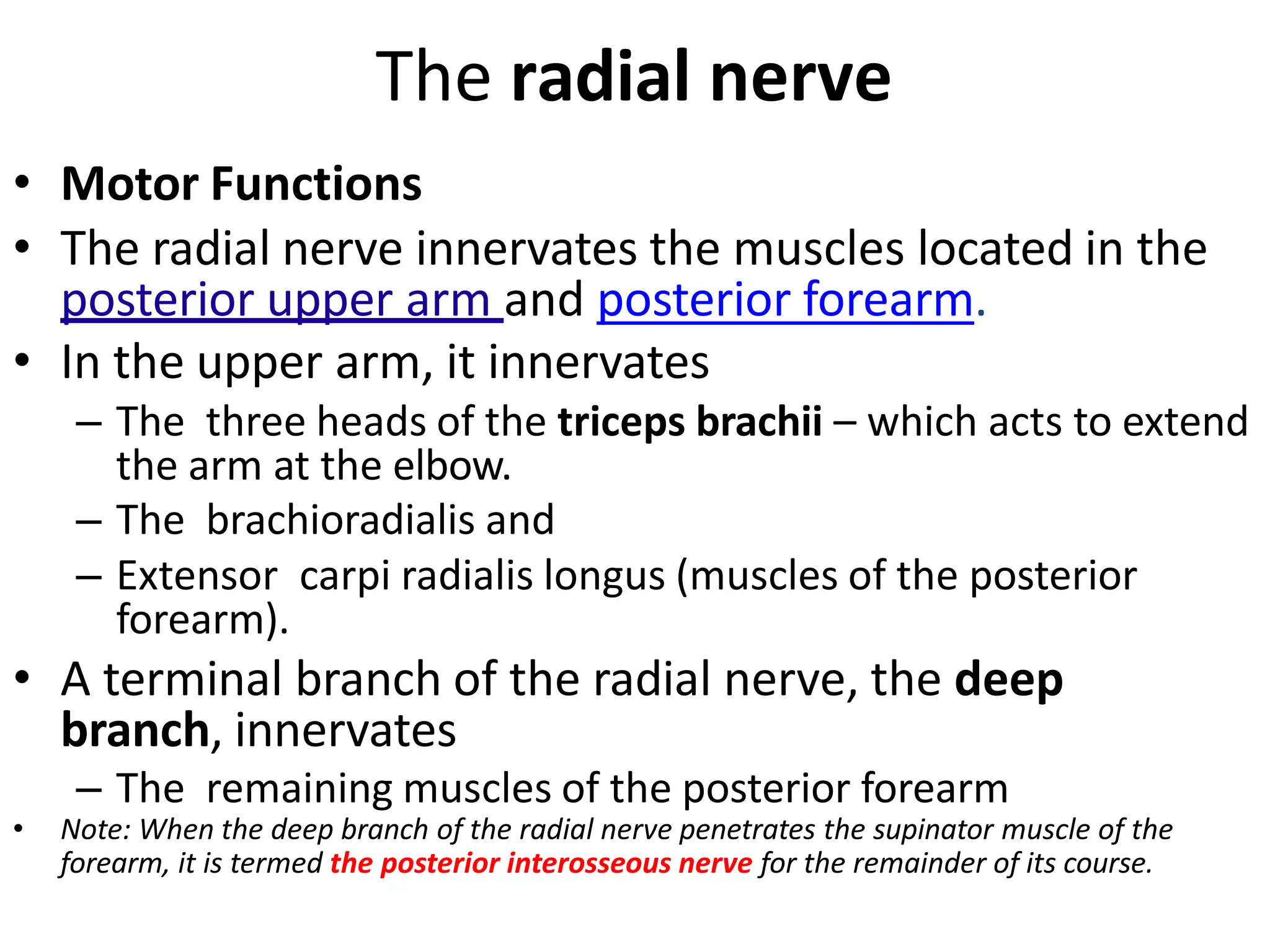 Radialnerve.pptx