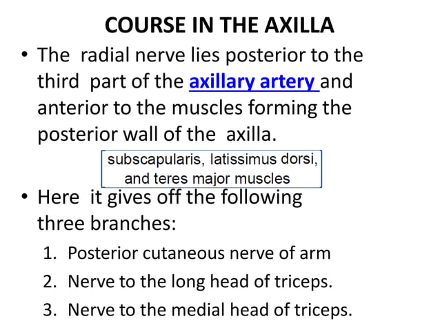 Radialnerve.pptx