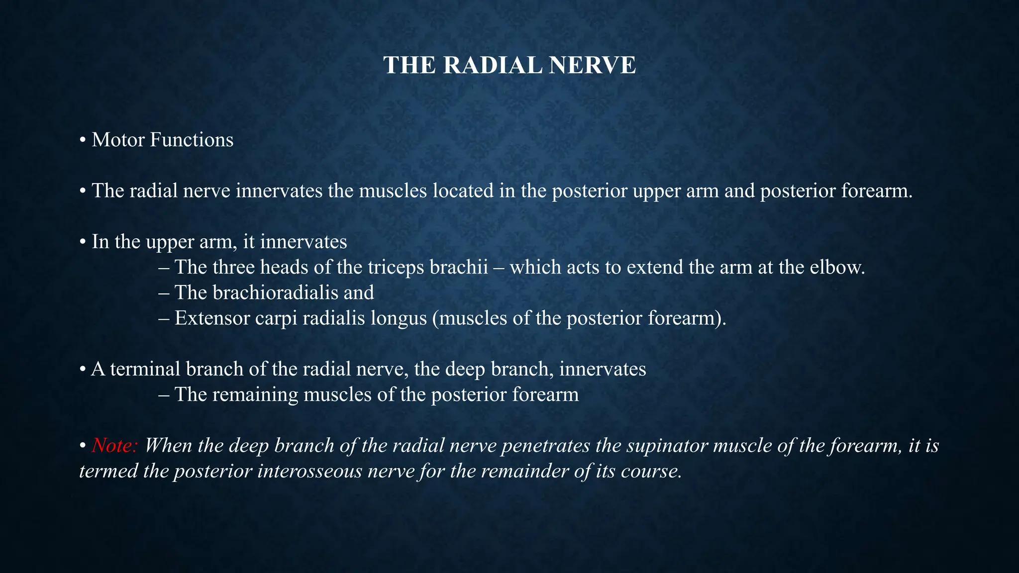 Radial Nerve and radial system education | PPT