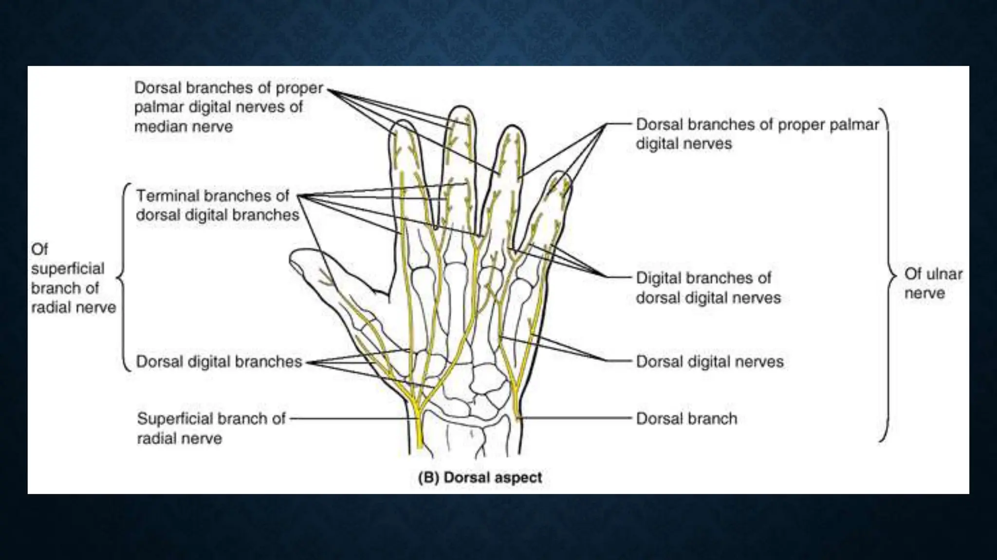 Radial Nerve and radial system education | PPT