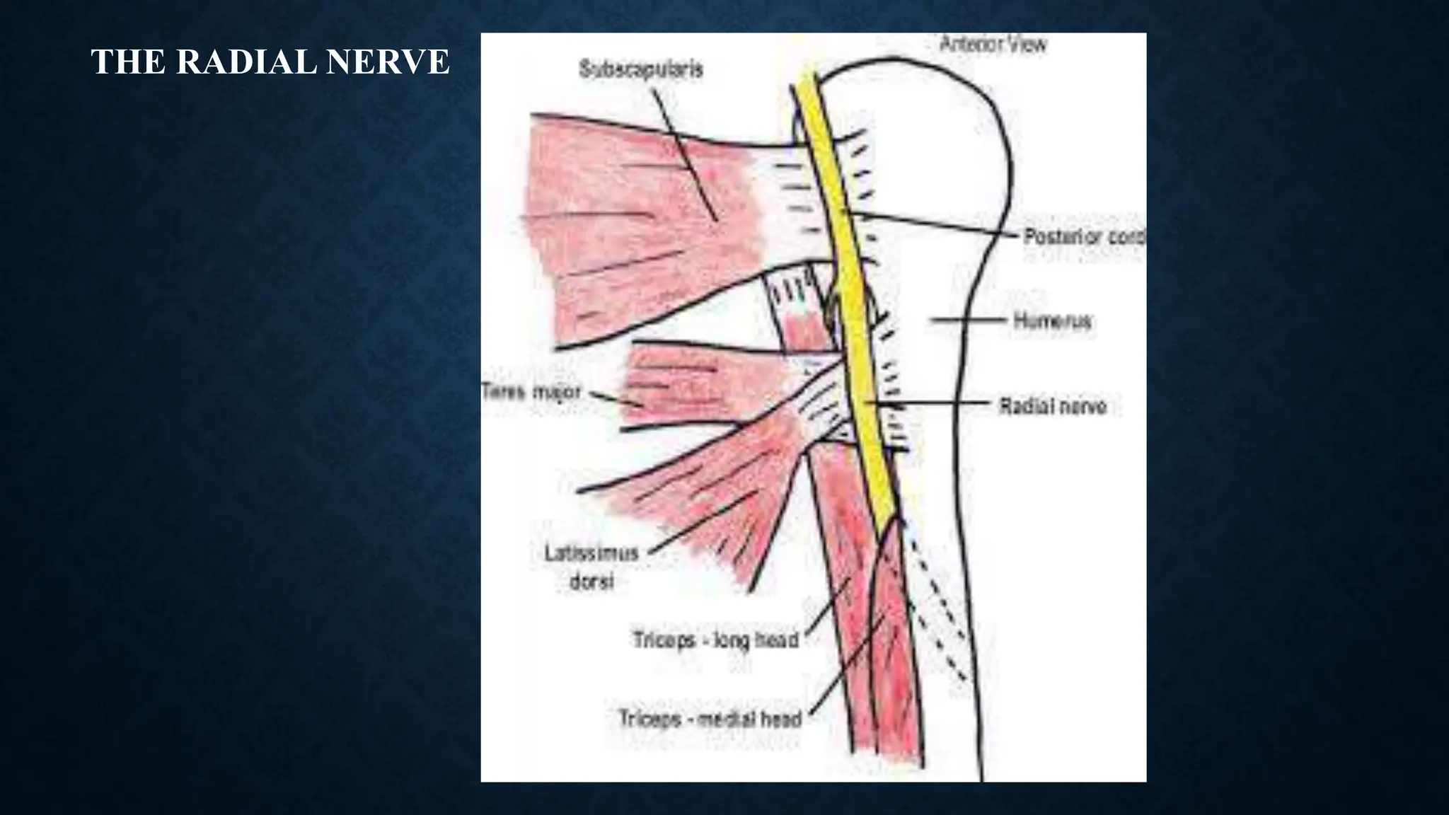 Radial Nerve and radial system education | PPT