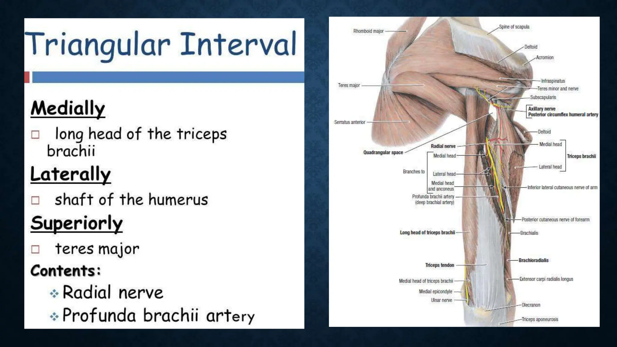 Radial Nerve and radial system education | PPT