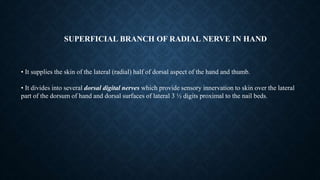 Radial Nerve and radial system education | PPTX