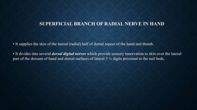 Radial Nerve and radial system education | PPT