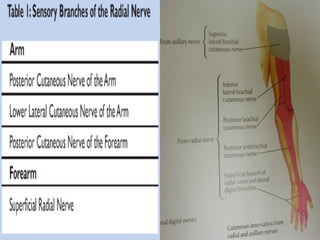 Radial nerve - Course & Relations / Applied Anatomy | PPT