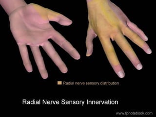 Radial nerve - Course & Relations / Applied Anatomy | PPT