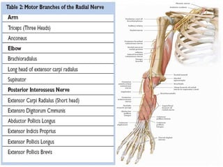Radial nerve - Course & Relations / Applied Anatomy | PPT