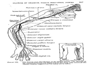 Radial nerve - Course & Relations / Applied Anatomy | PPT