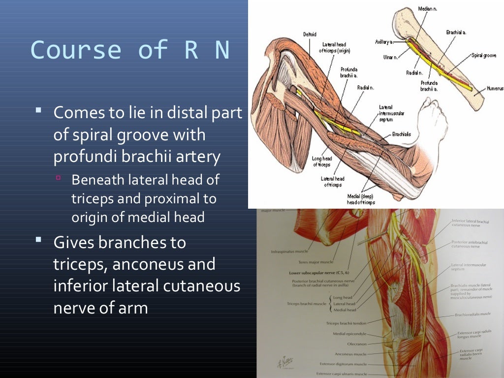 Radial nerve - Course & Relations / Applied Anatomy