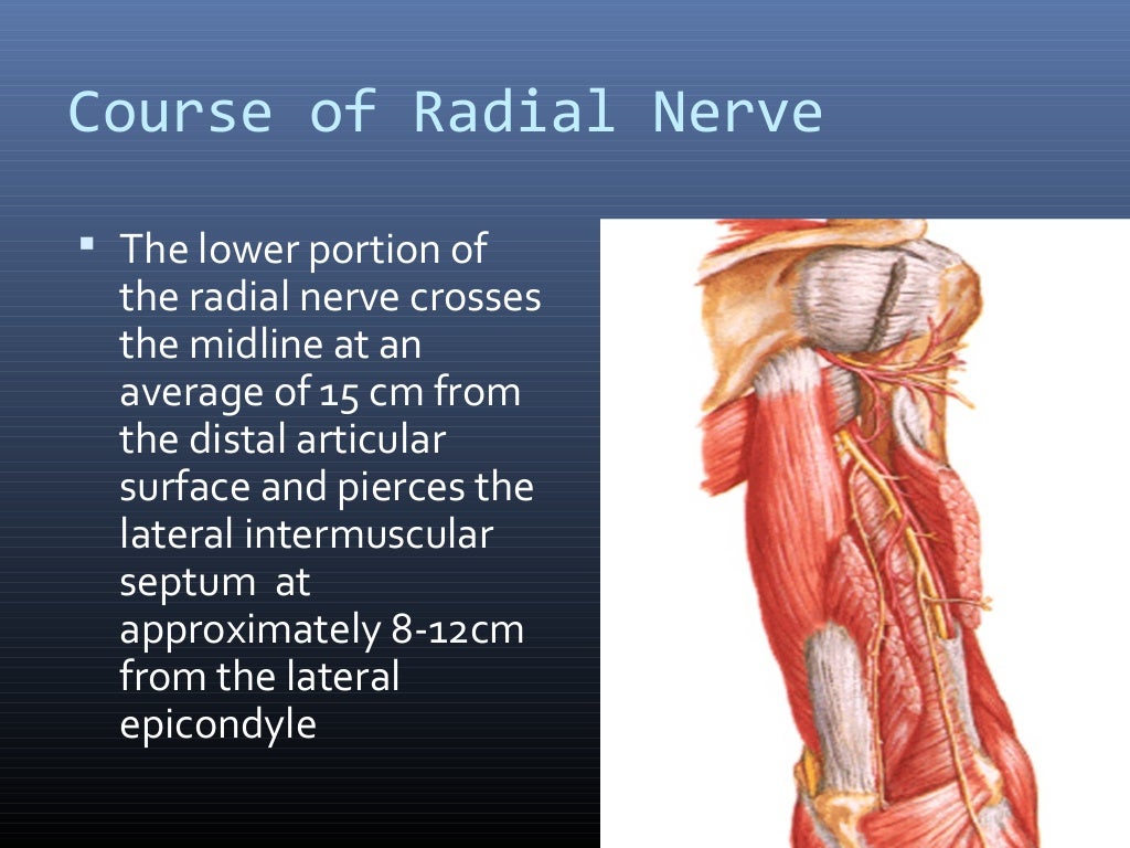 Radial nerve - Course & Relations / Applied Anatomy
