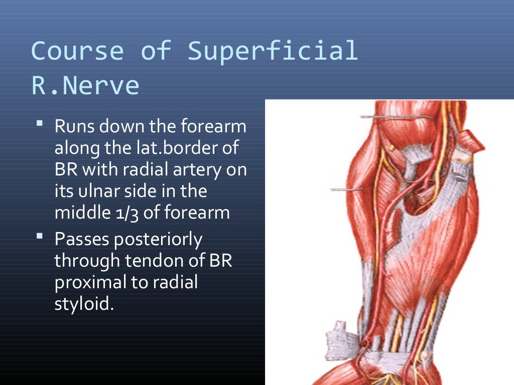 Radial nerve - Course & Relations / Applied Anatomy