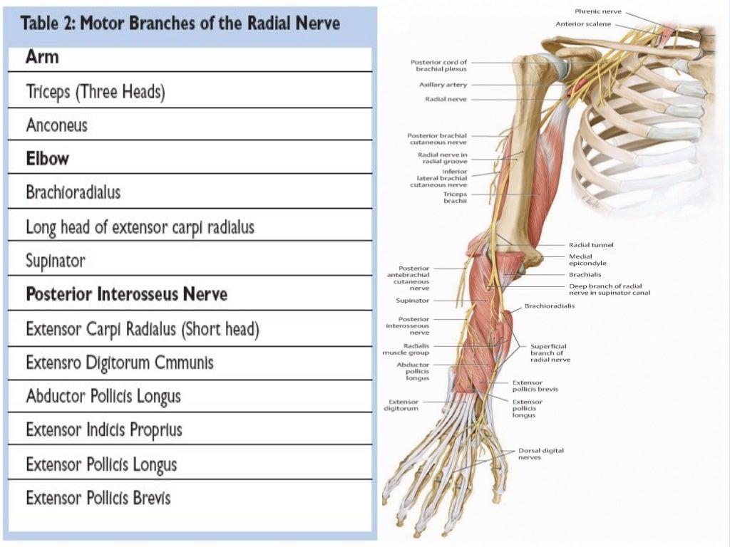 Radial nerve - Course & Relations / Applied Anatomy
