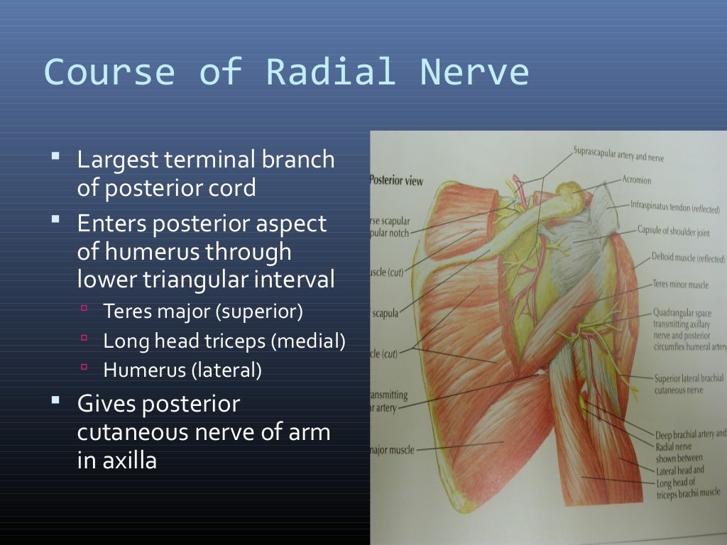 Radial nerve - Course & Relations / Applied Anatomy