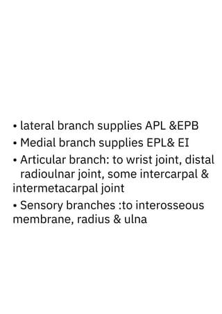 Radial nerve _20240424_135447_ 0000 .pdf