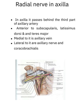 Radial nerve _20240424_135447_ 0000 .pdf