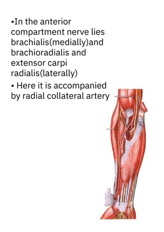Radial nerve _20240424_135447_ 0000 .pdf