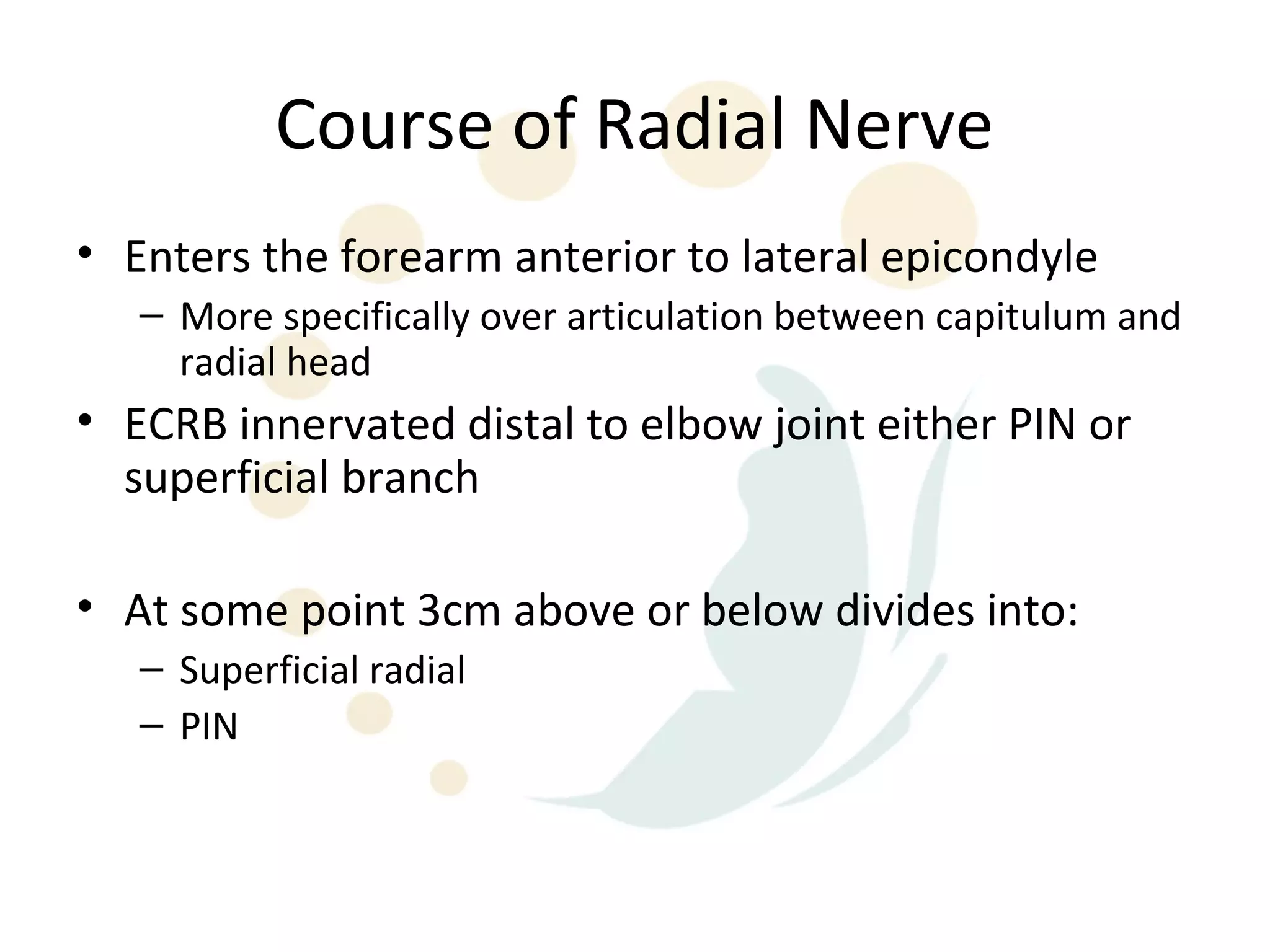 Radial nerve anatomyw | PPT