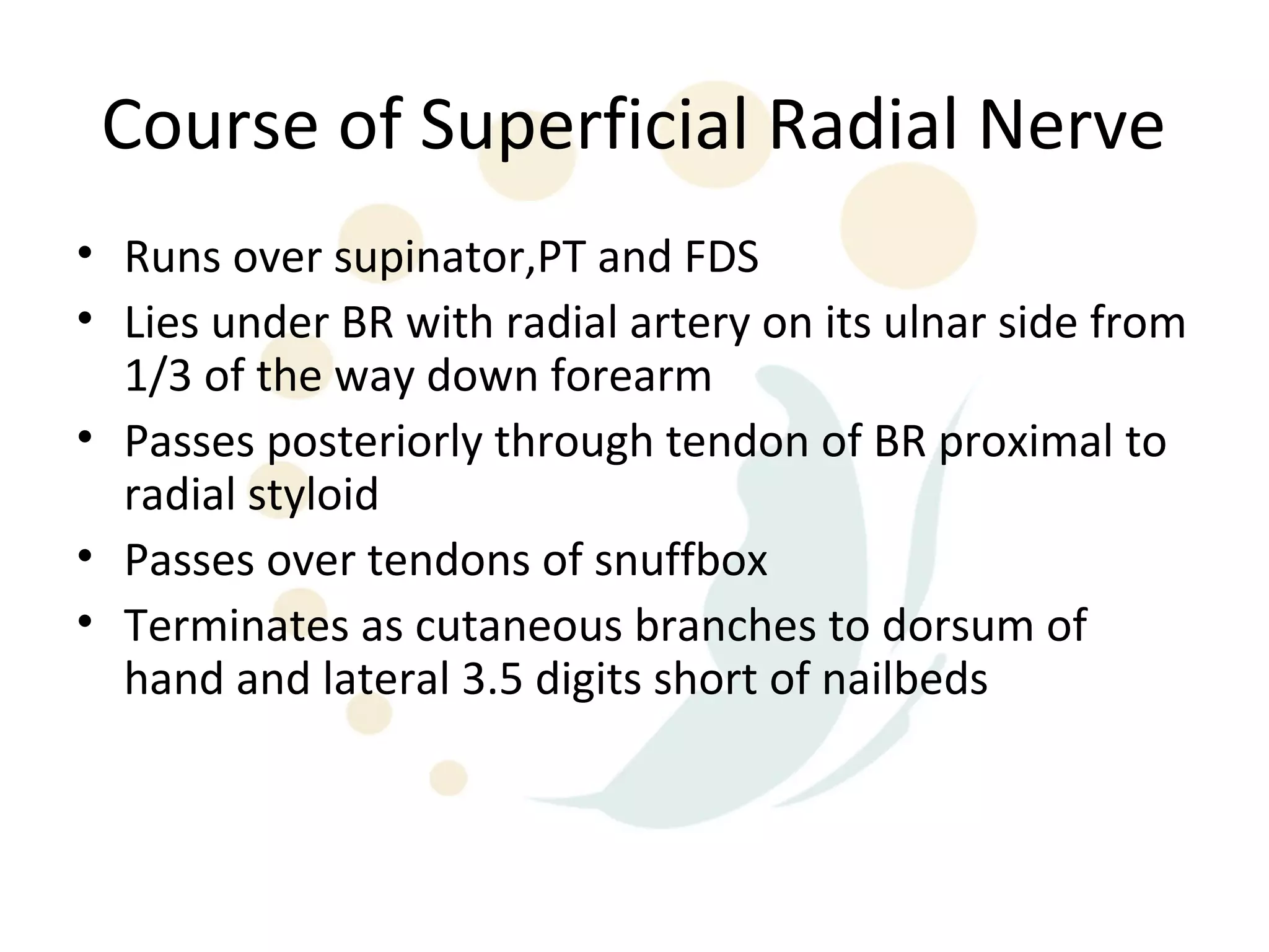 Radial nerve anatomyw | PPT