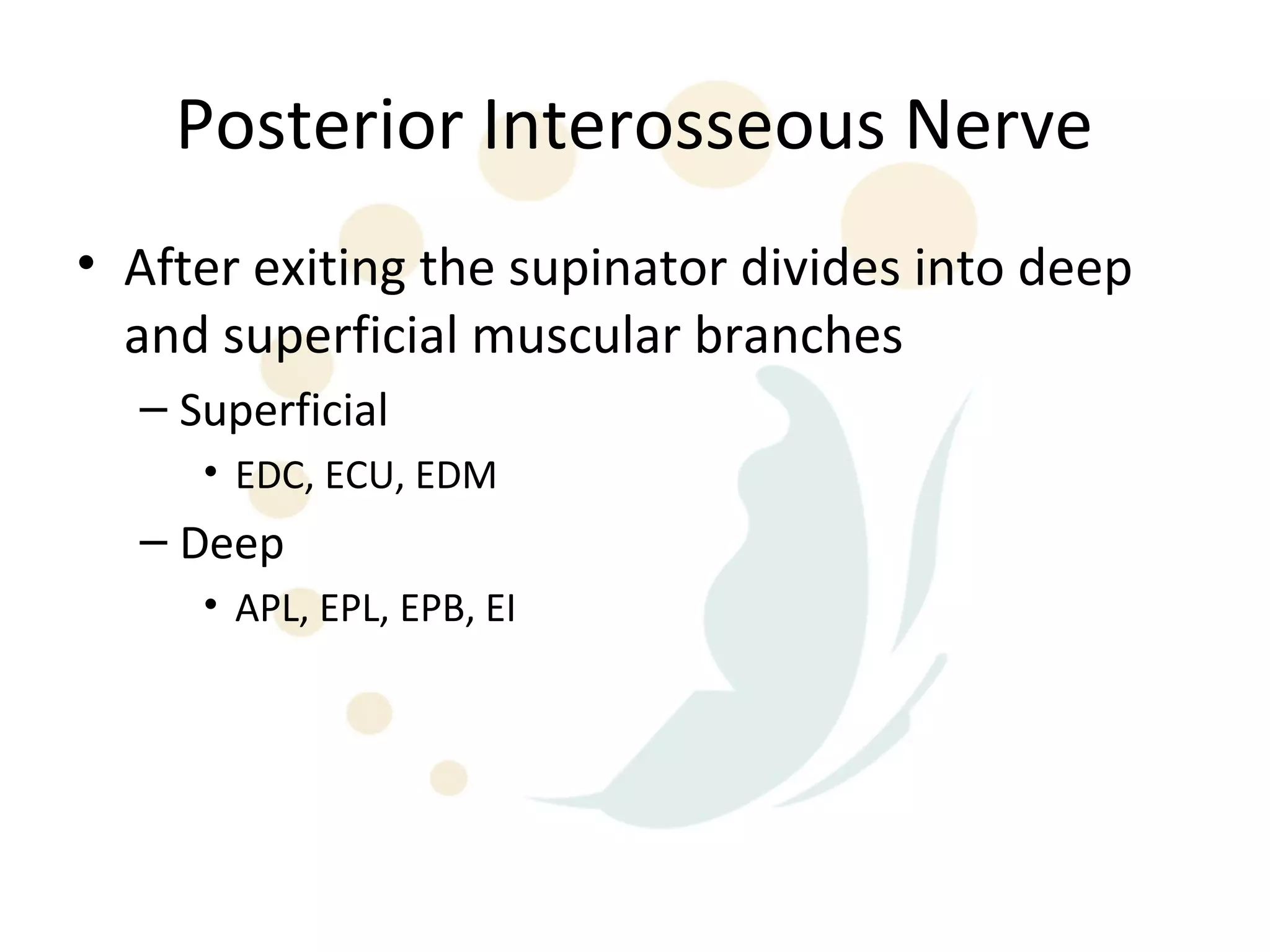 Radial nerve anatomyw | PPT