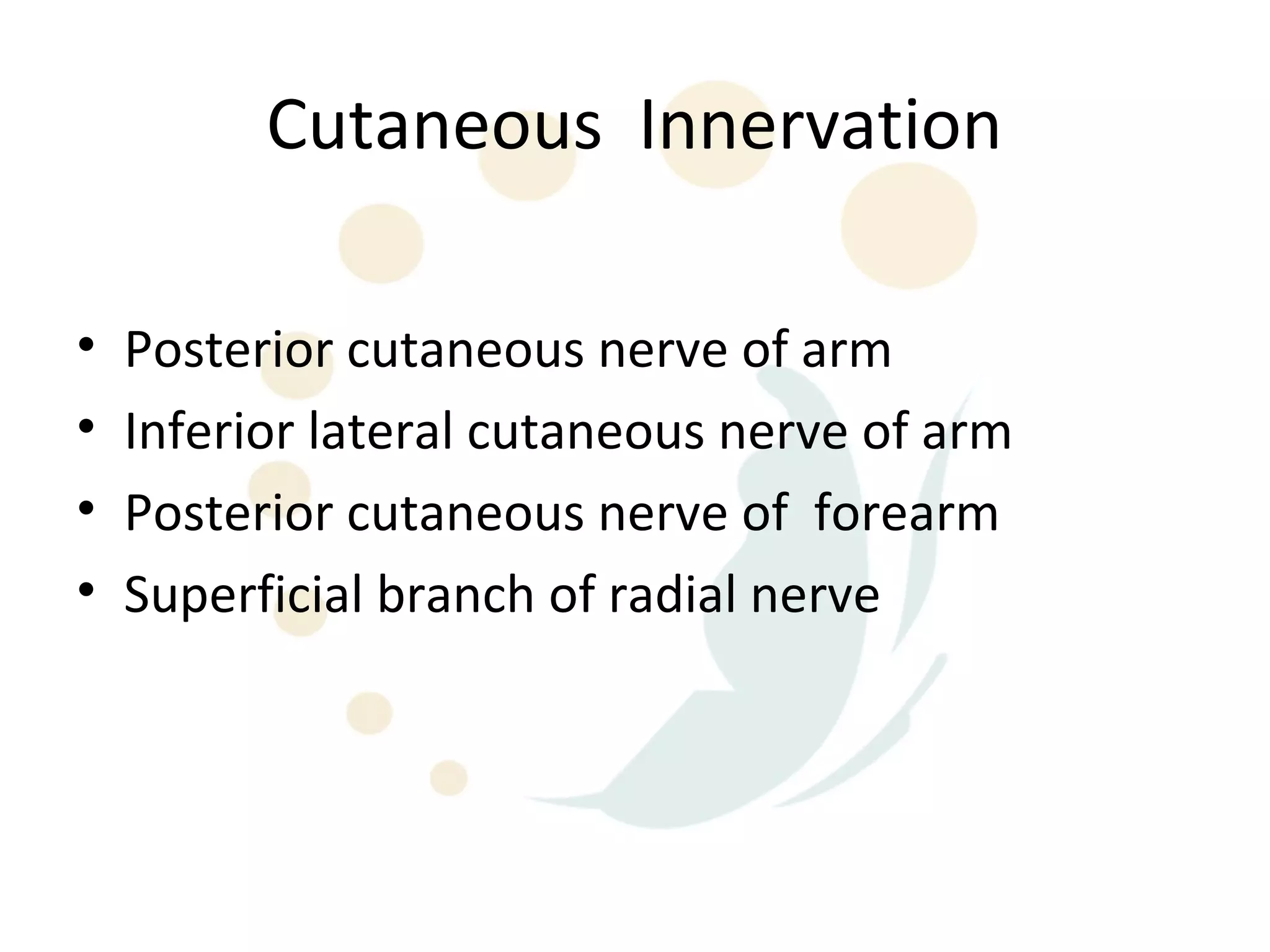 Radial nerve anatomyw | PPT